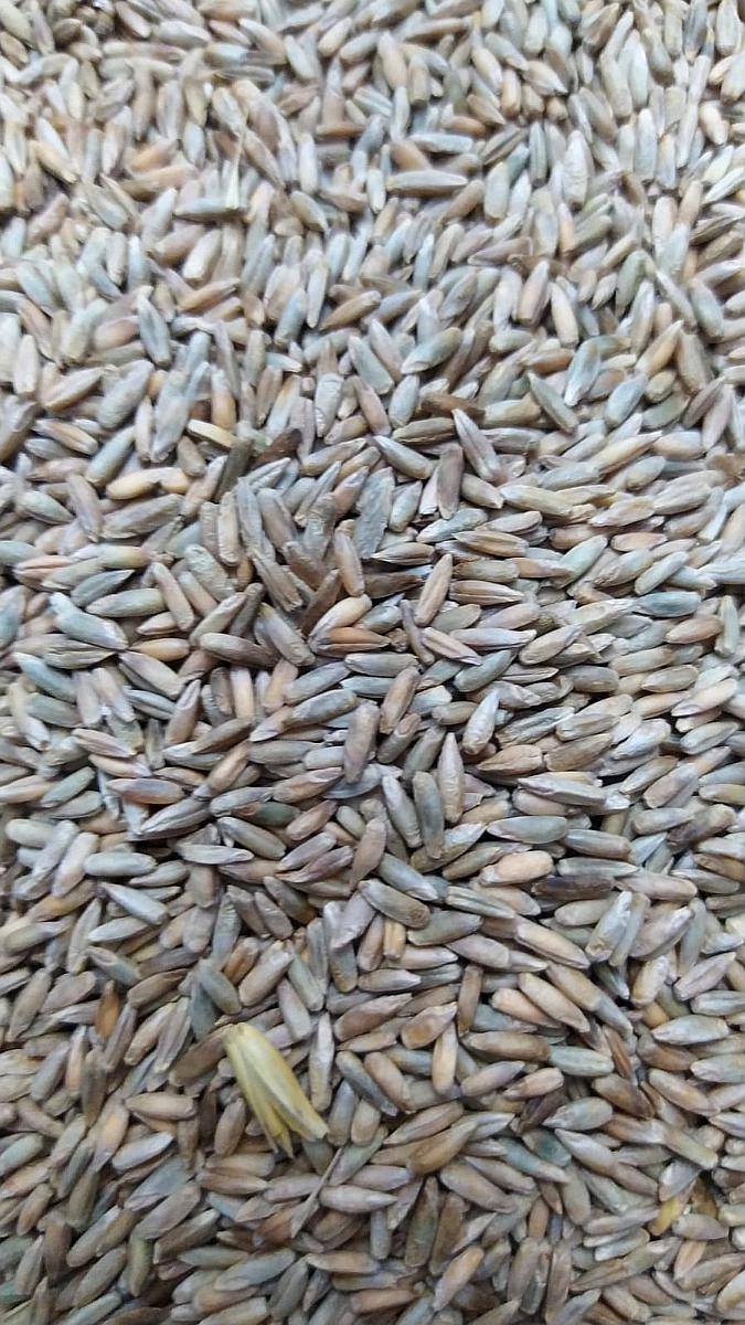 Centeno Disponible con PG - Agroads