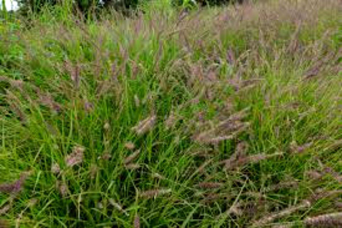 Vendo Semilla de Buffel Grass - $ 285 - Agroads