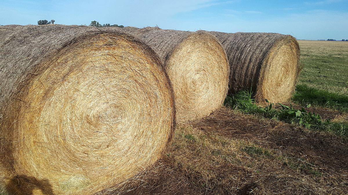 Vendo Rollos de Pasto Natural. - Agroads