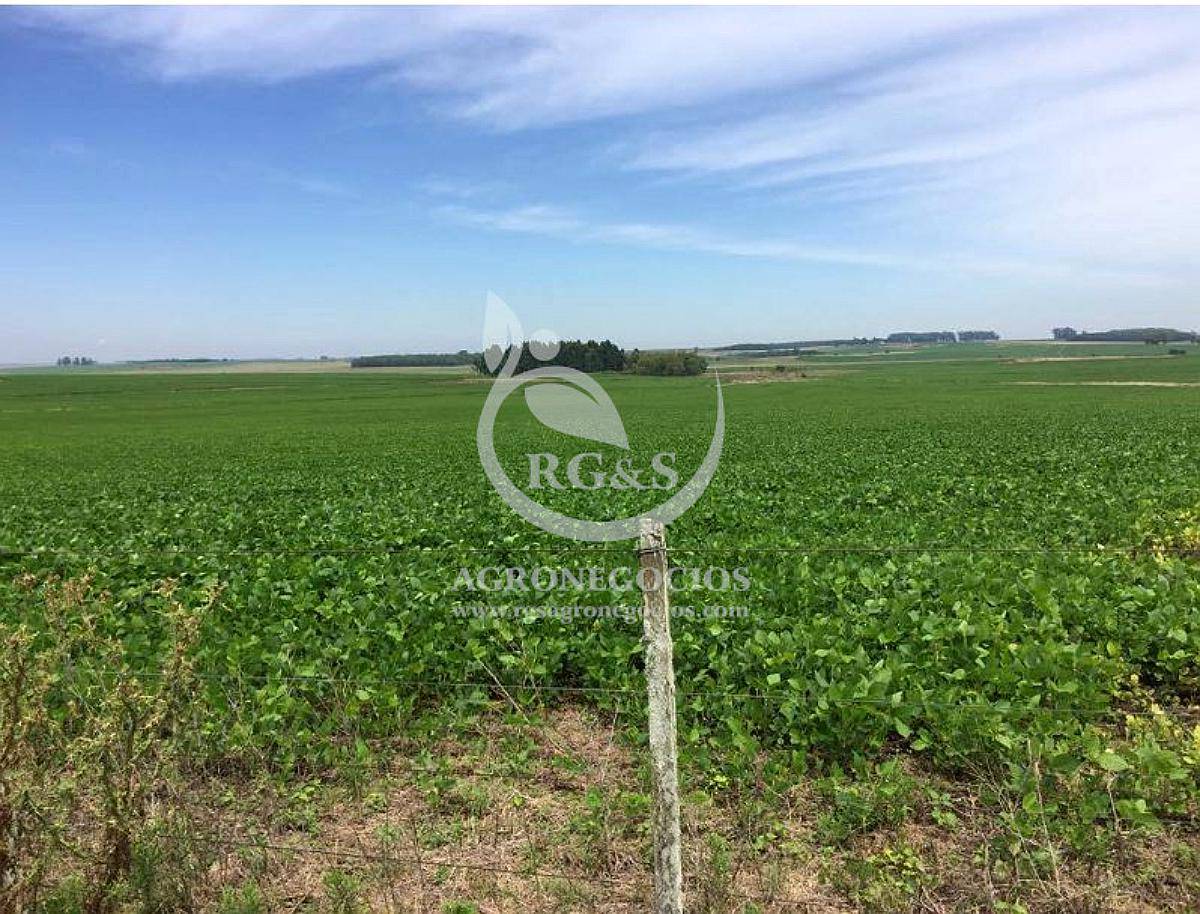 Campo Mixto en Palo Solo - Colonia. 190 hectáreas. - Agroads