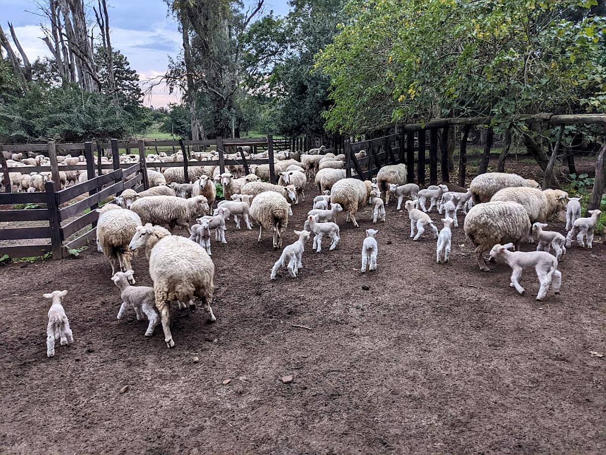 Majada 200 Ovejas, Carneros, Capones y Corderos - Agroads
