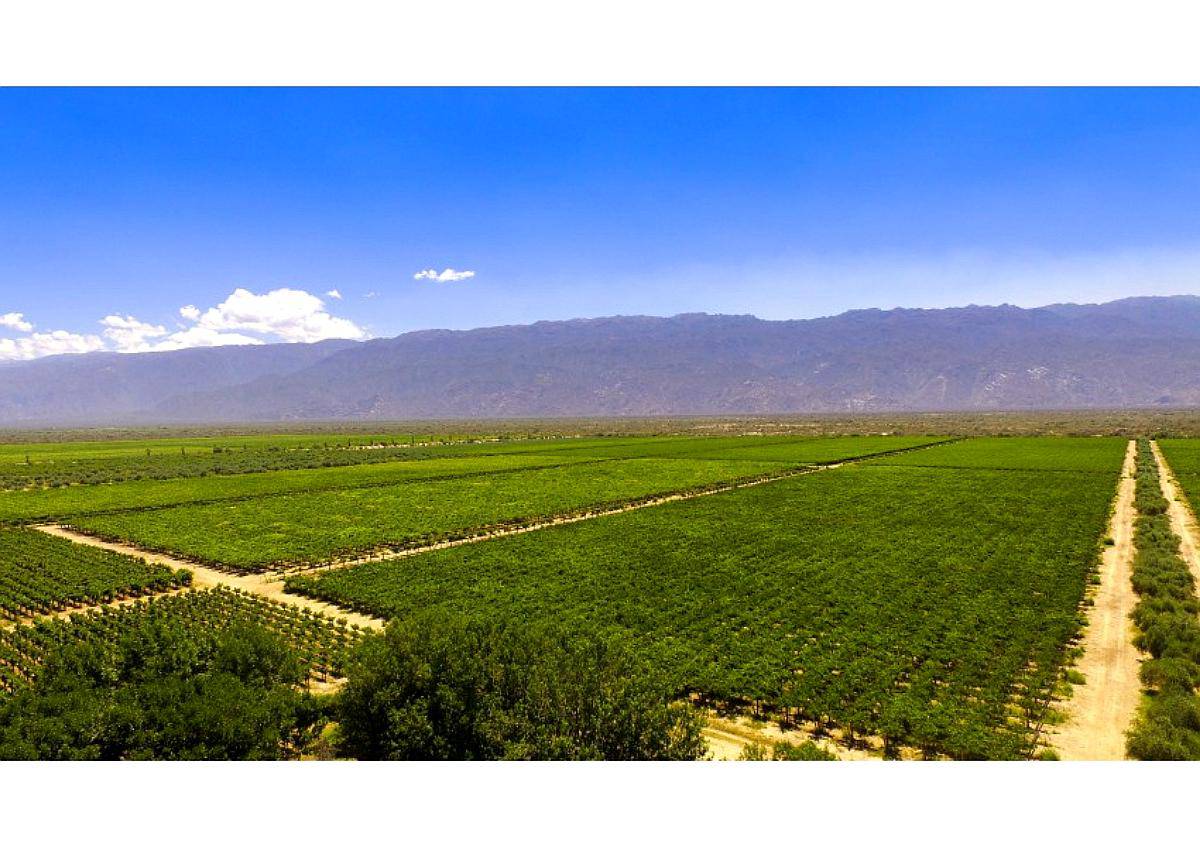 Viñedos: Pcia. de la Rioja - Chilecito 100 Has. 100 hectáreas. - Agroads