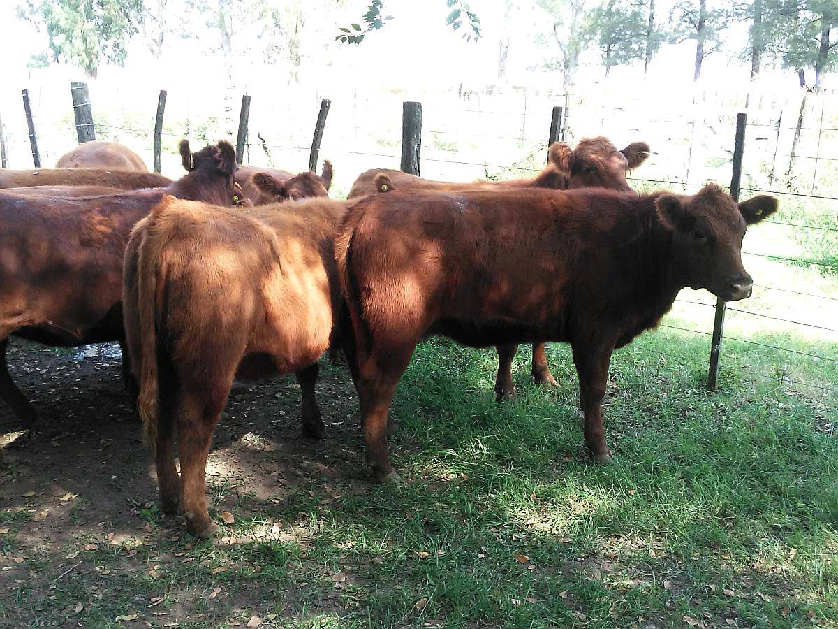 Vaquillonas Abeerden Angus Coloradas - Agroads