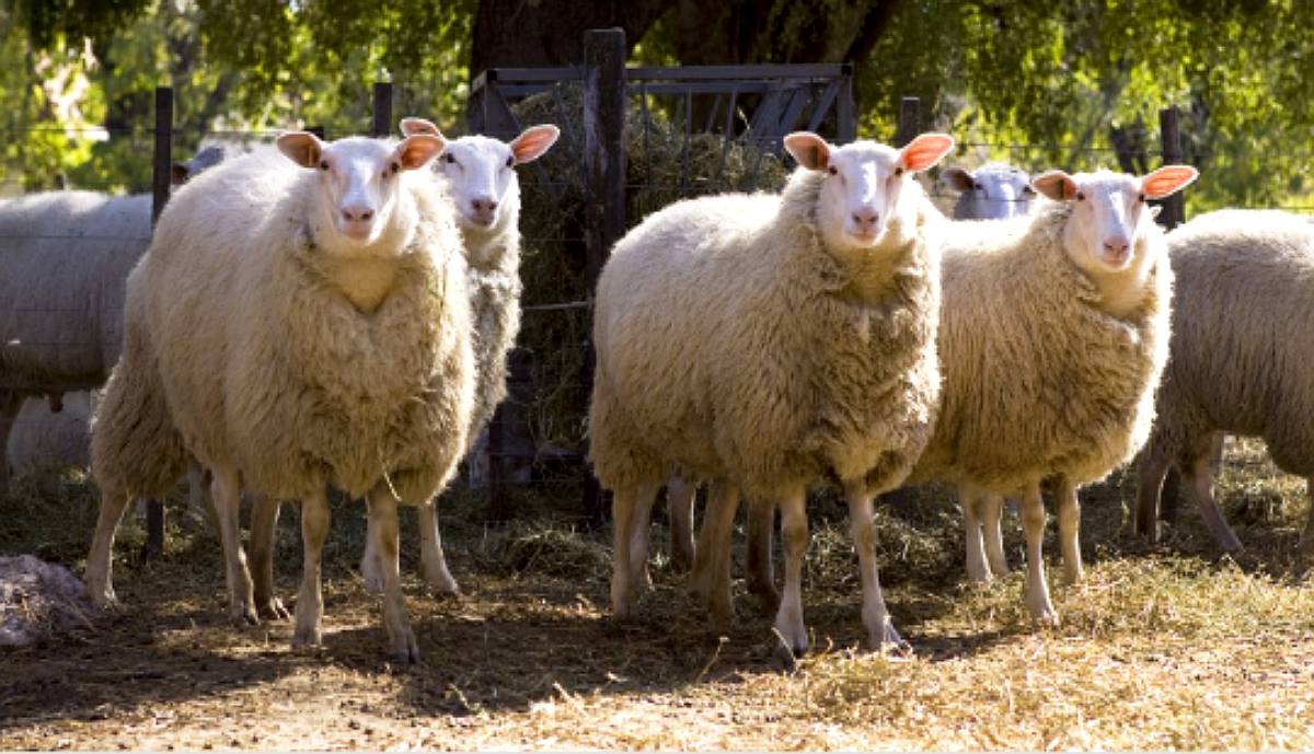 Compro Ovejas de Refugo y Carneros en Todo el Pais - Agroads