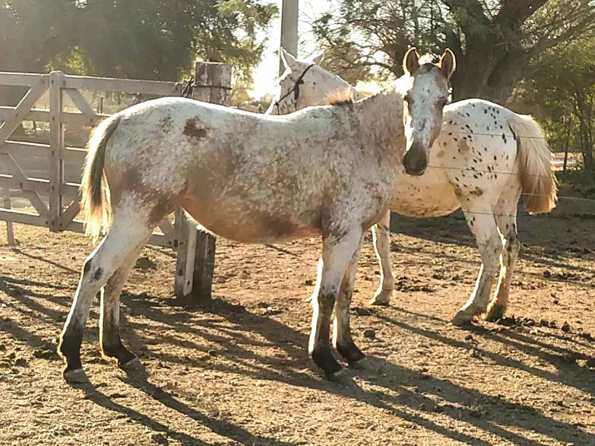 Potranca Manto Nevado (appaloosa) - Agroads