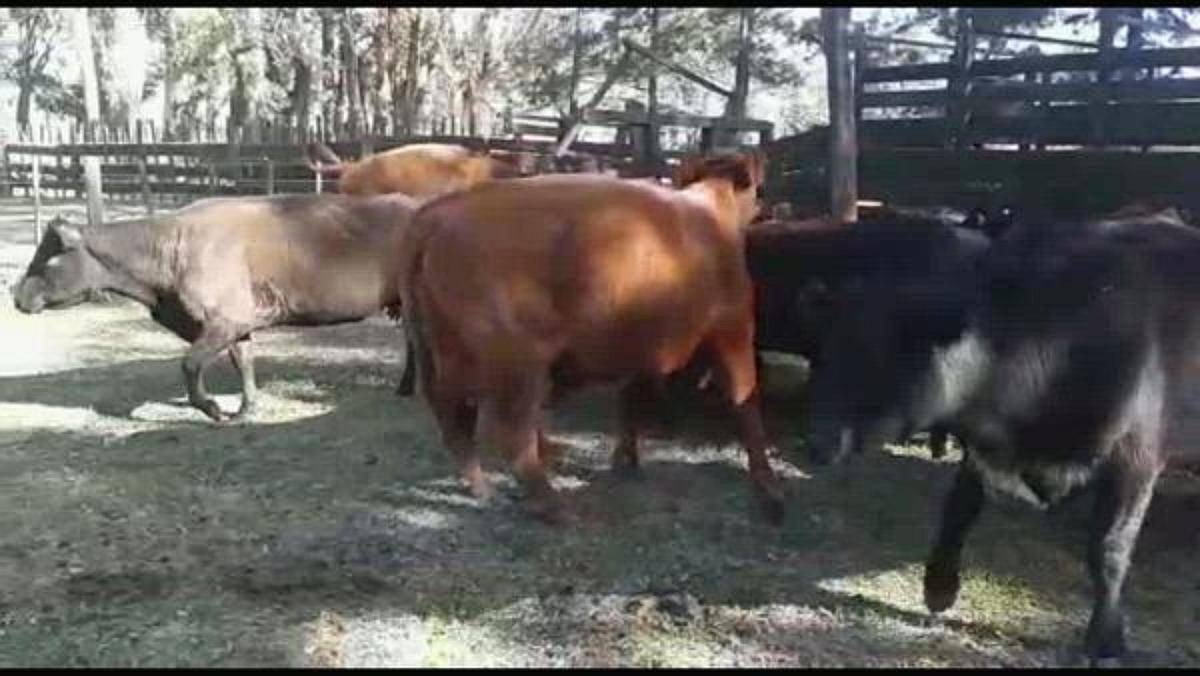 Repler Bolt Revaloraciones Opcion 35 Vacas y Novillos Simple - Agroads