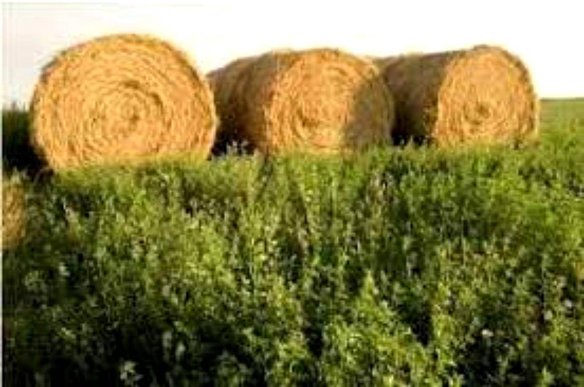Rollos de Alfalfa de 1,5 X 1,82 1° Calidad - Agroads