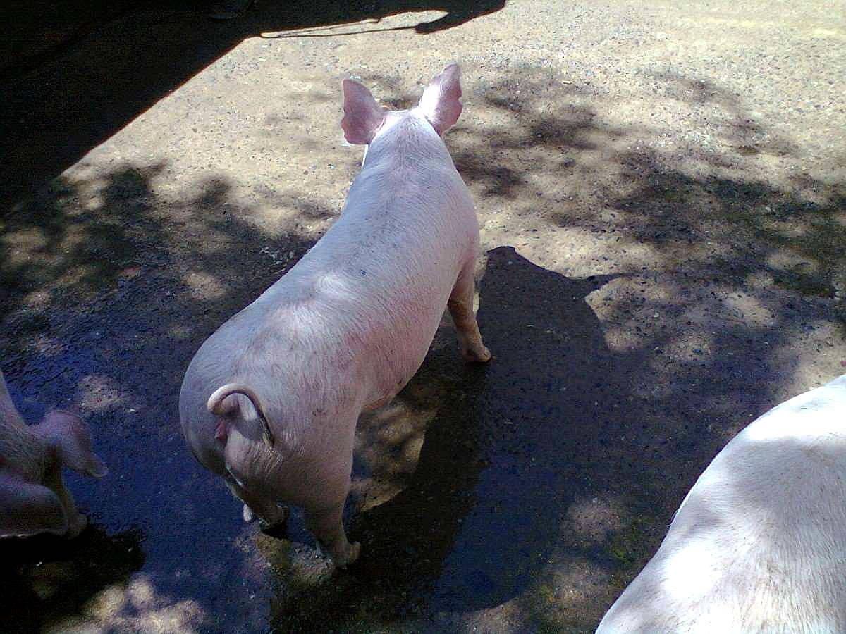 Porcinos - Padrillos, Cerdas e Híbridos. Carneros y Borregas - Agroads