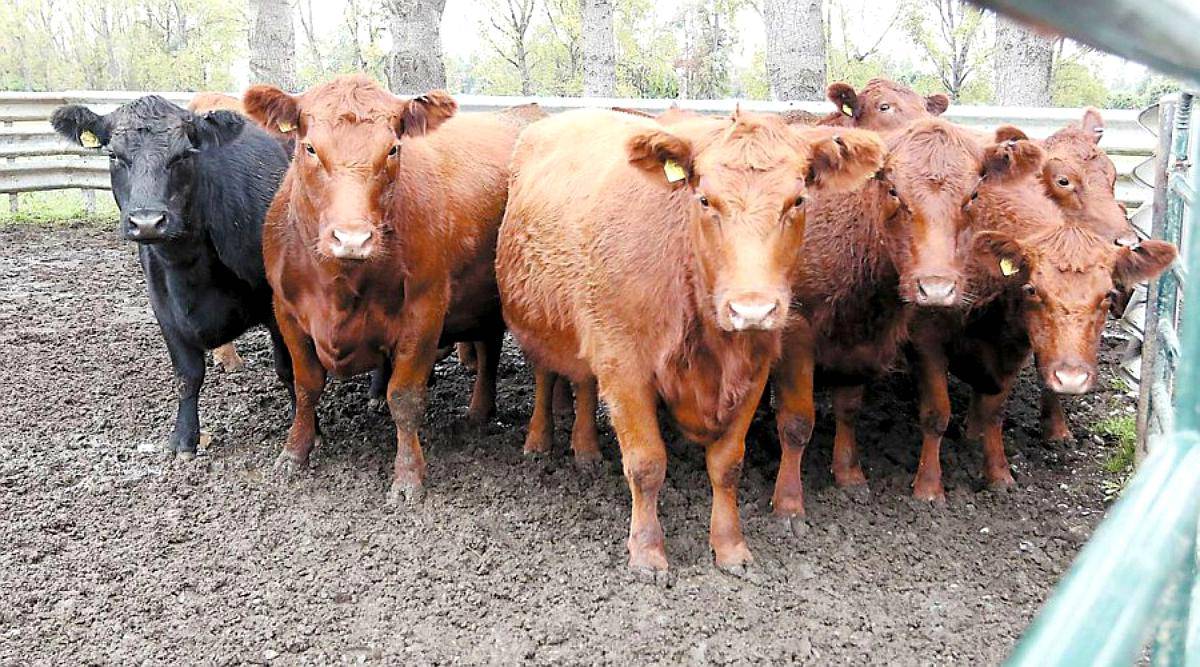 Varquer Cowbox Selix 90 Vaquillonas Puras Preñadas - Agroads