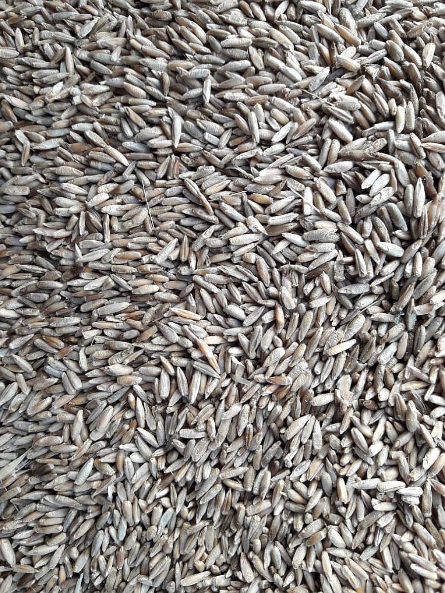 Centeno a Granel Disponible 97%germinación - $ 39 - Agroads