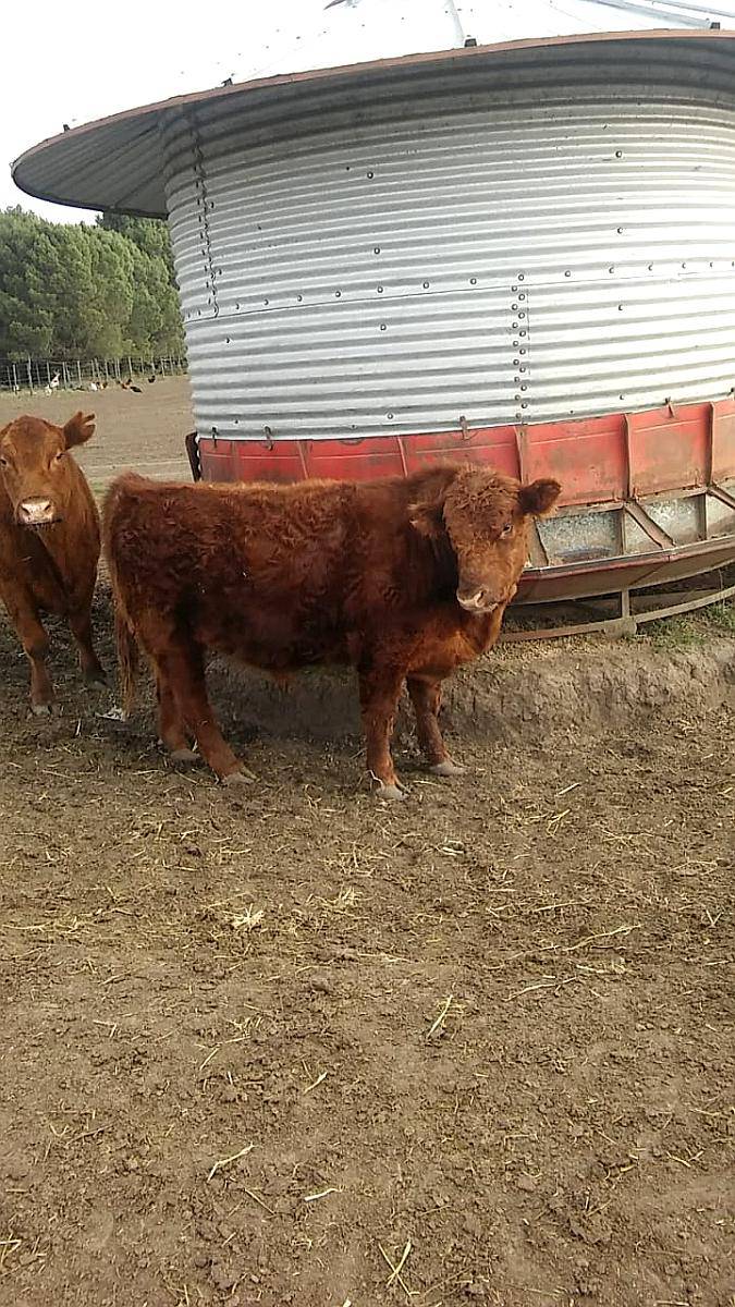 Vendo Toritos Angus Colorado - Agroads
