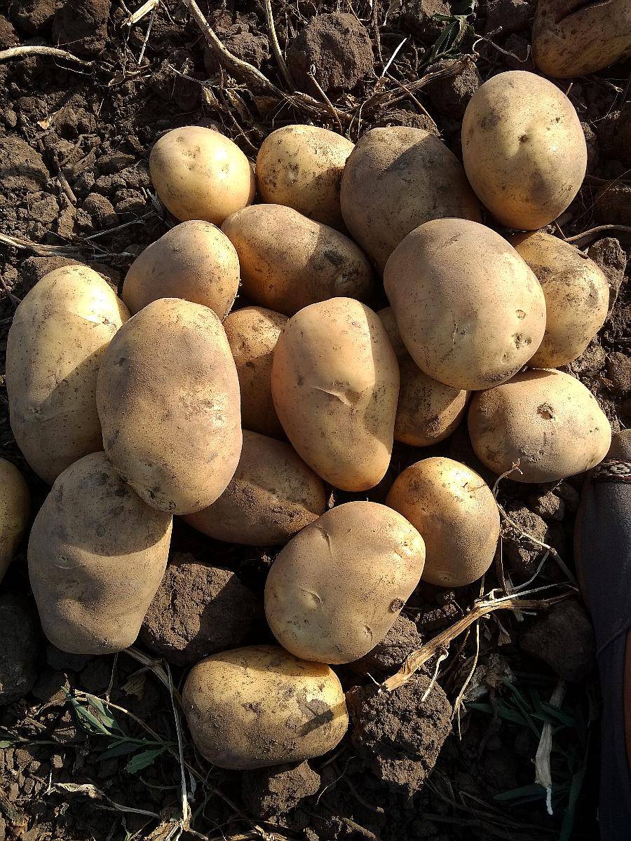 Papa Spunta y Sagitta Villa Dolores 3544402323 - Agroads