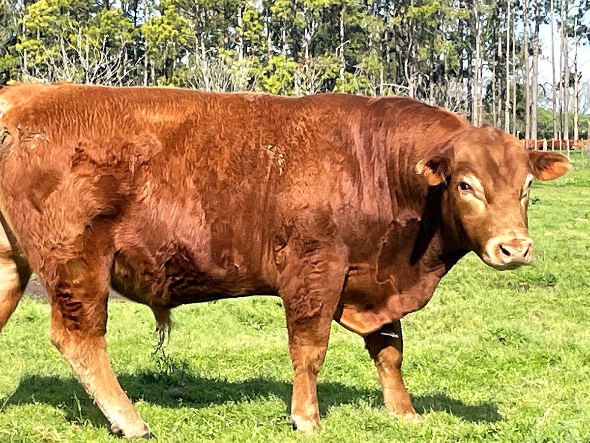 Toros Limangus Colorados Mansos de 2 y 3 Años - Agroads