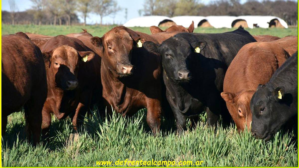 1 Simple Toros Brangus Negros Solo Guia y DTE 650 Kg $ 230 - Agroads