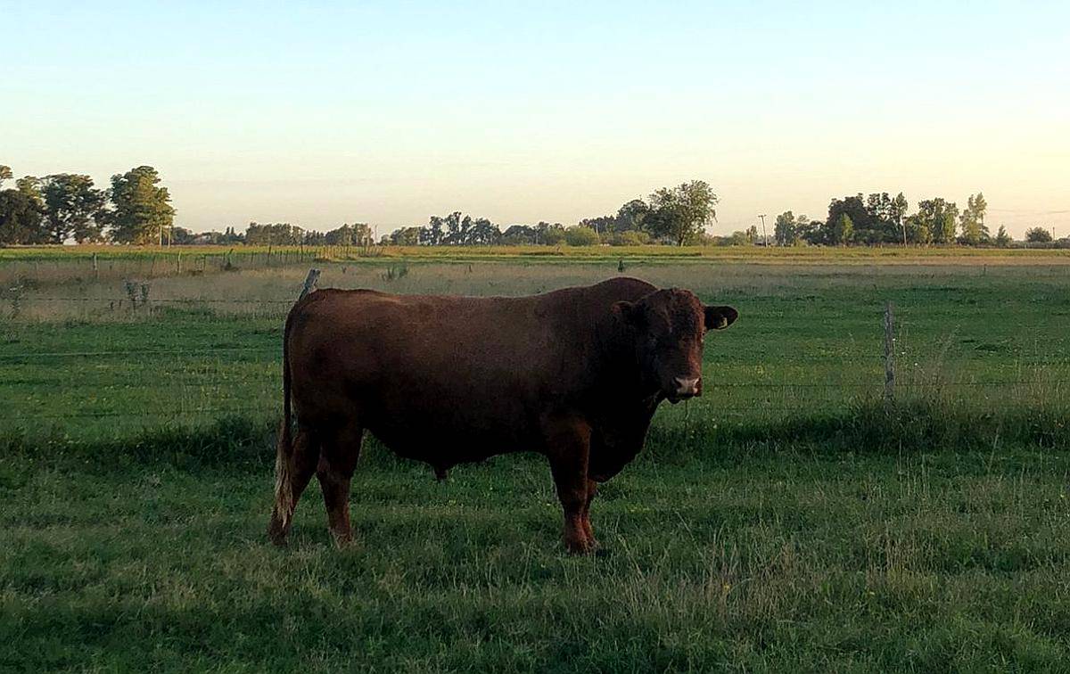 Toro Aberdeen Angus Colorado - Agroads