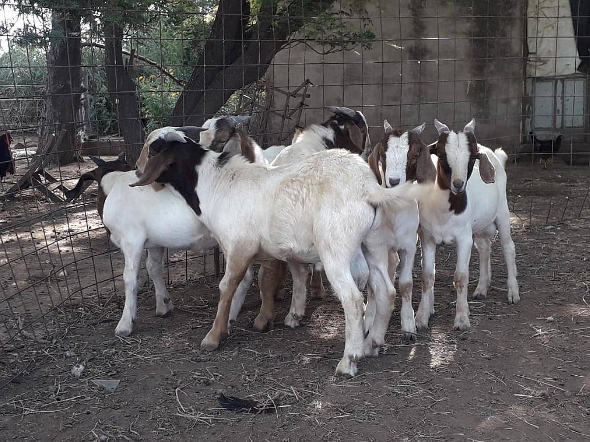 Chivos Boer Chivitos Cabras - Agroads