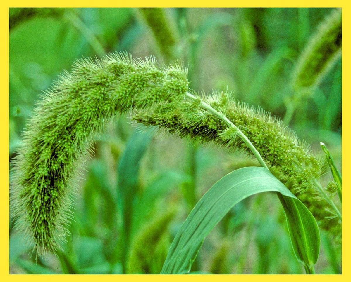 Compramos Moha (semilla y Consumo) - Agroads