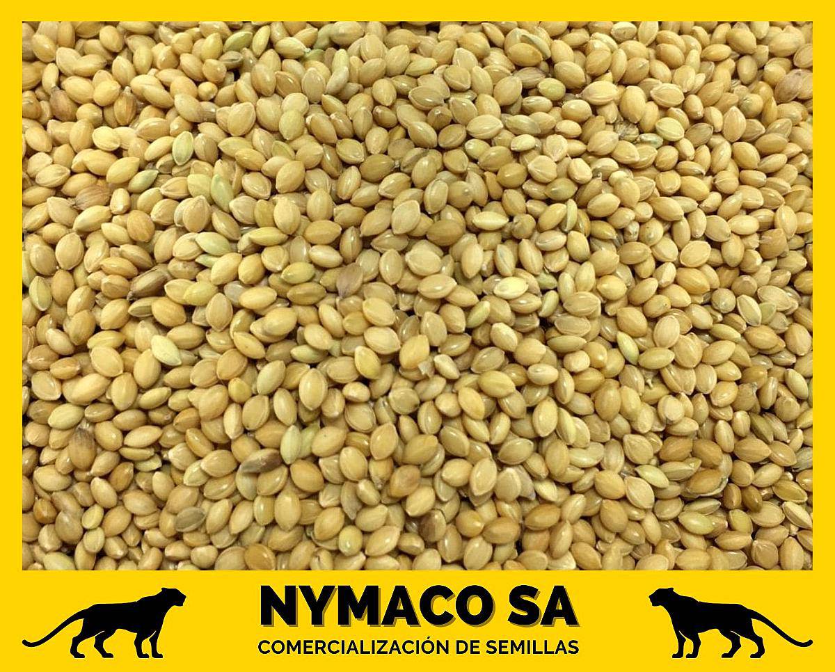 Compramos Moha (semilla y Consumo) - Agroads