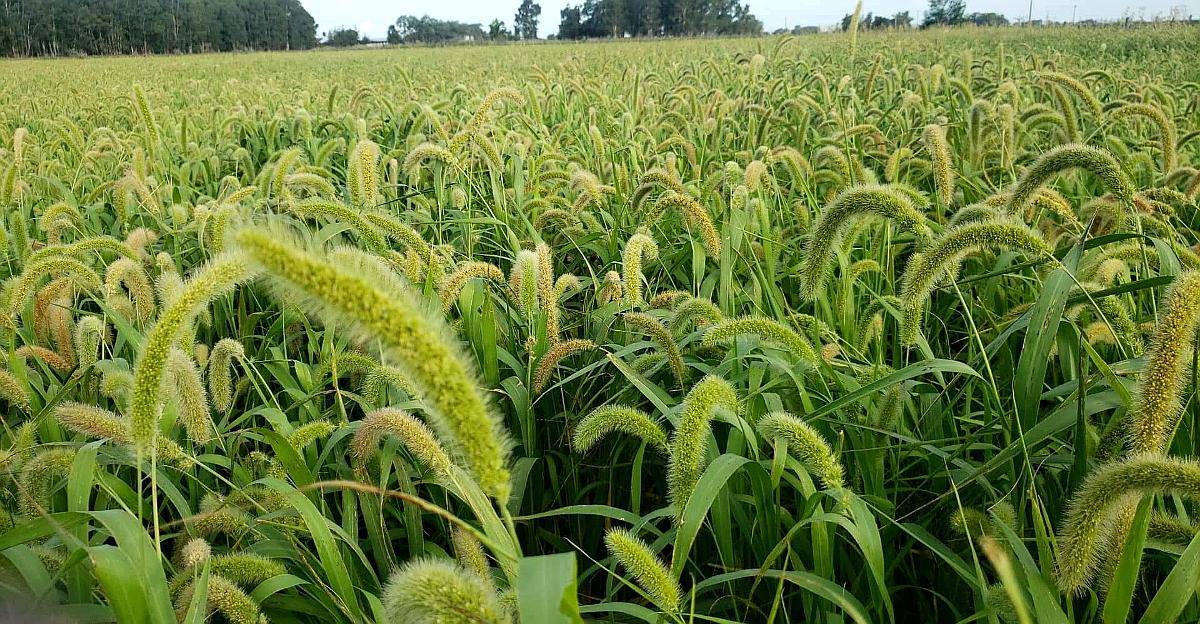 Vendo Semilla de Moha Clasificada - u$s 120 - Agroads