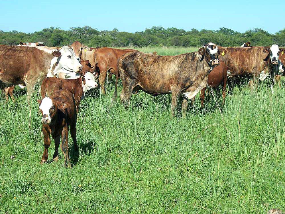 30 Vacas CUT Braford y Aberdeen Colorodas Preñadas - Agroads