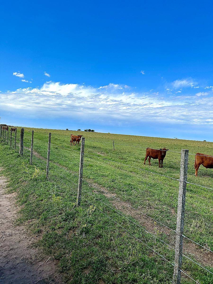 500 Has Mixtas en Toay. 500 hectáreas. - Agroads