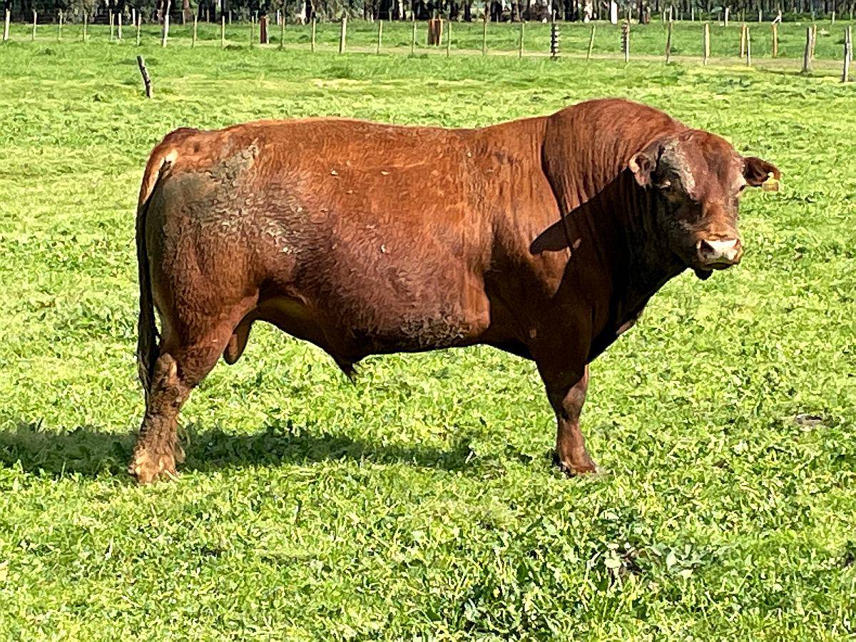 Toros Limangus Colorados Mansos de 2 y 3 Años - Agroads