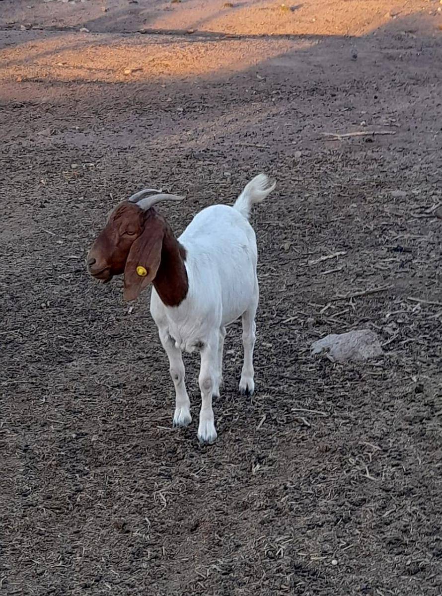 1 Hembra Boer Pura de 1 año y 3 Meses - Agroads