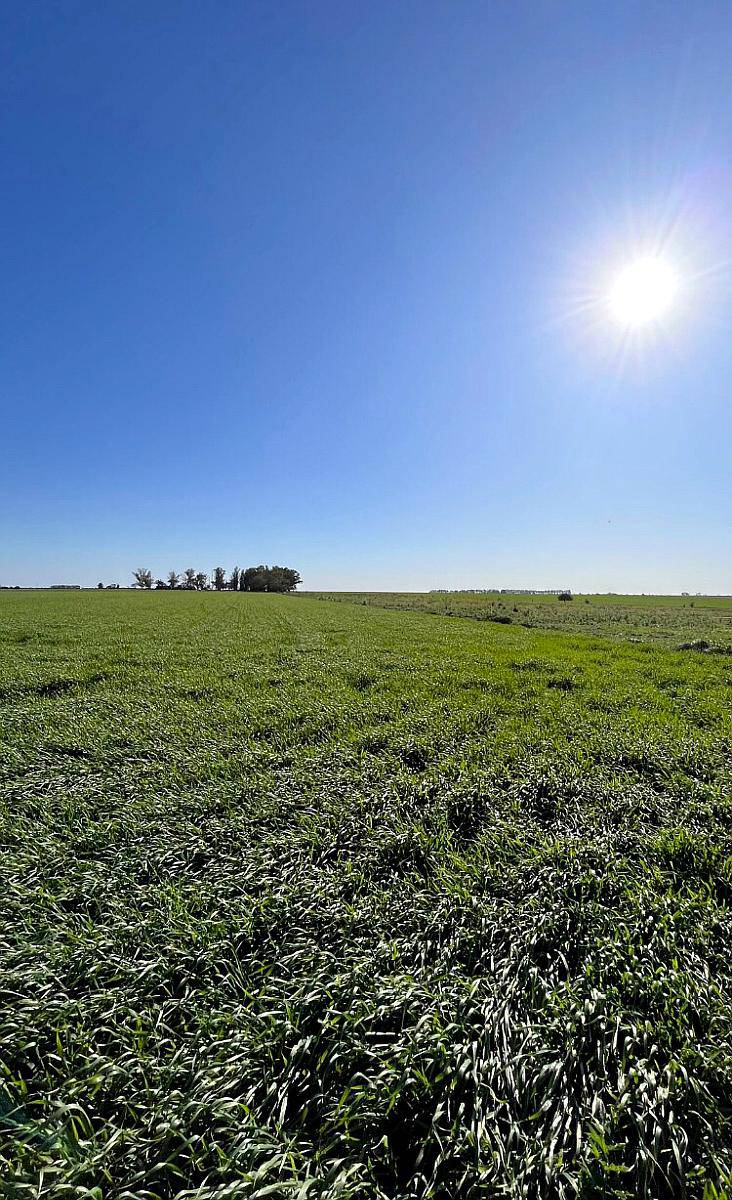 Entre Ríos Campo Mixto. 110 hectáreas. - Agroads