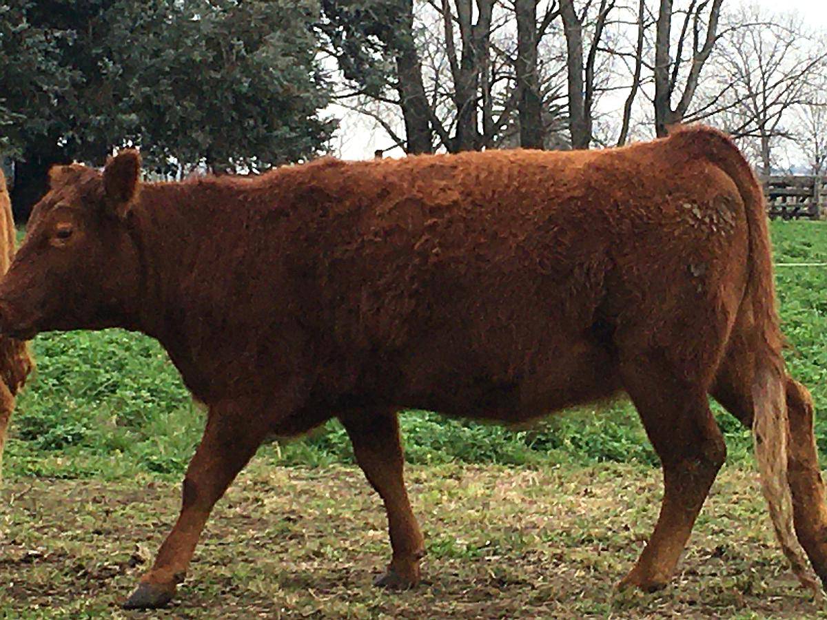 15 Vaquillonas Limangus Preñadas - Agroads