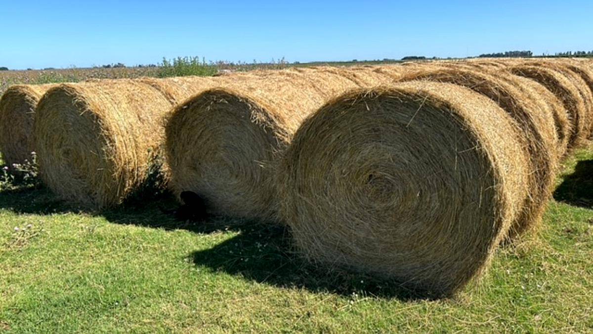 Rollos de Pastura . - $ 50.000 - Agroads