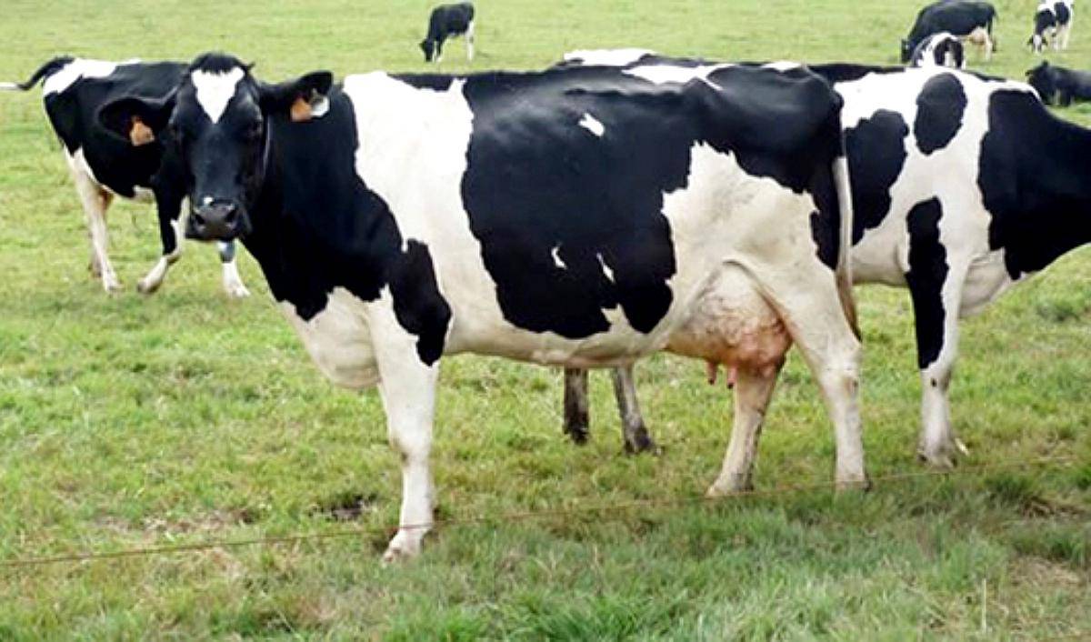 Vendo Lotes de Vacas Holando Argentino - Agroads