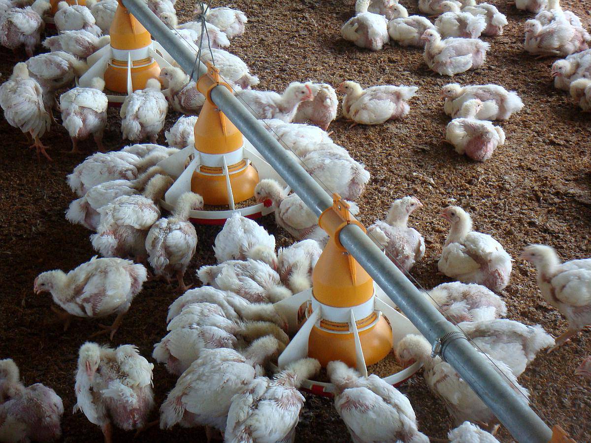 Comedero Automático Ivega para Galpones de Pollos - Agroads