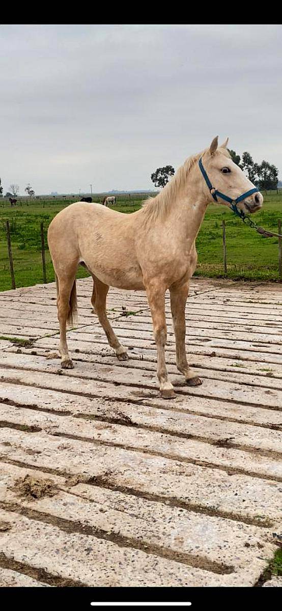 Potrillo Bayo de UN año y Medio Cuarto de Milla Puro sin IN - Agroads