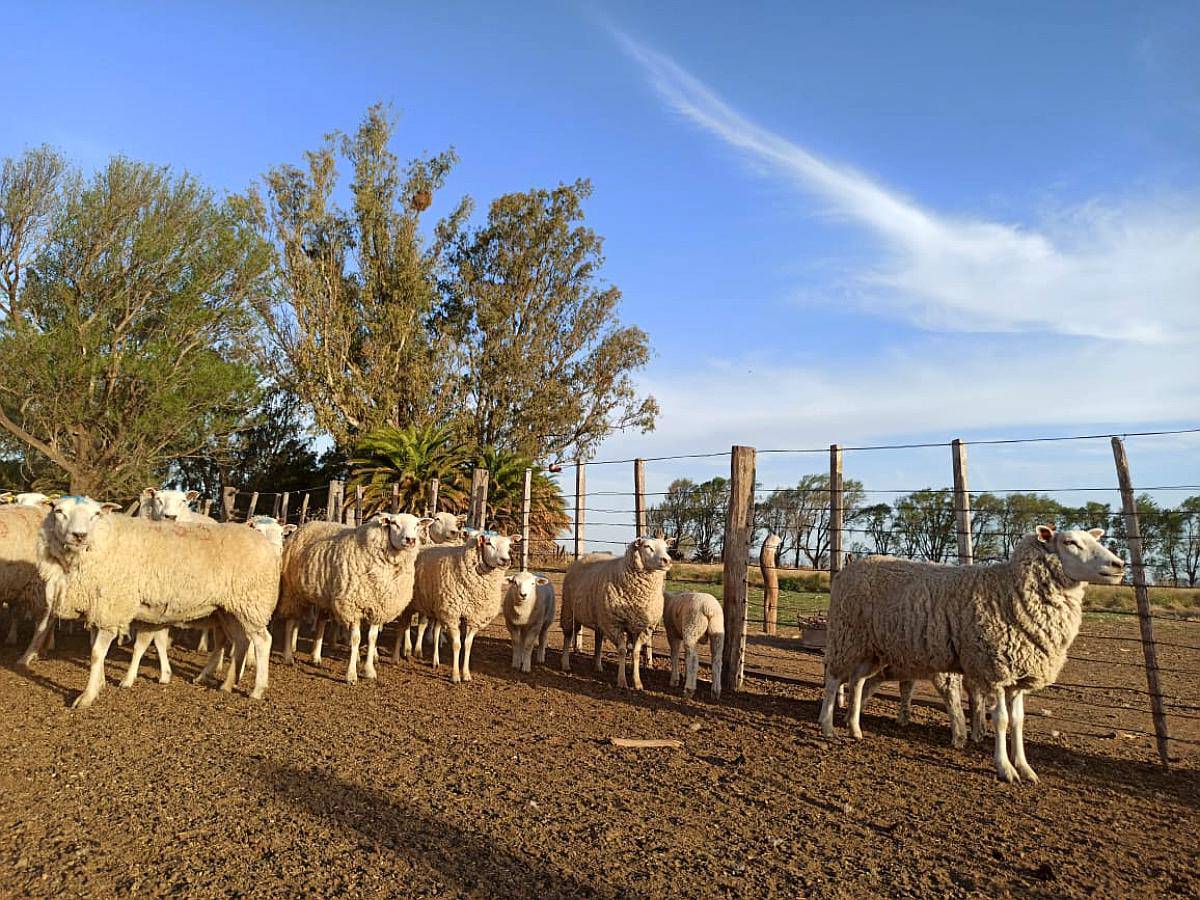 Ovejas Borregas Texel Dorper - Agroads