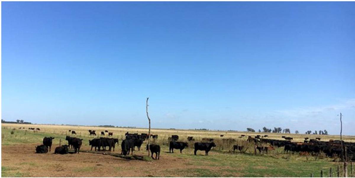 1000 Hectáreas, 25 de Mayo. 1000 hectáreas. - Agroads