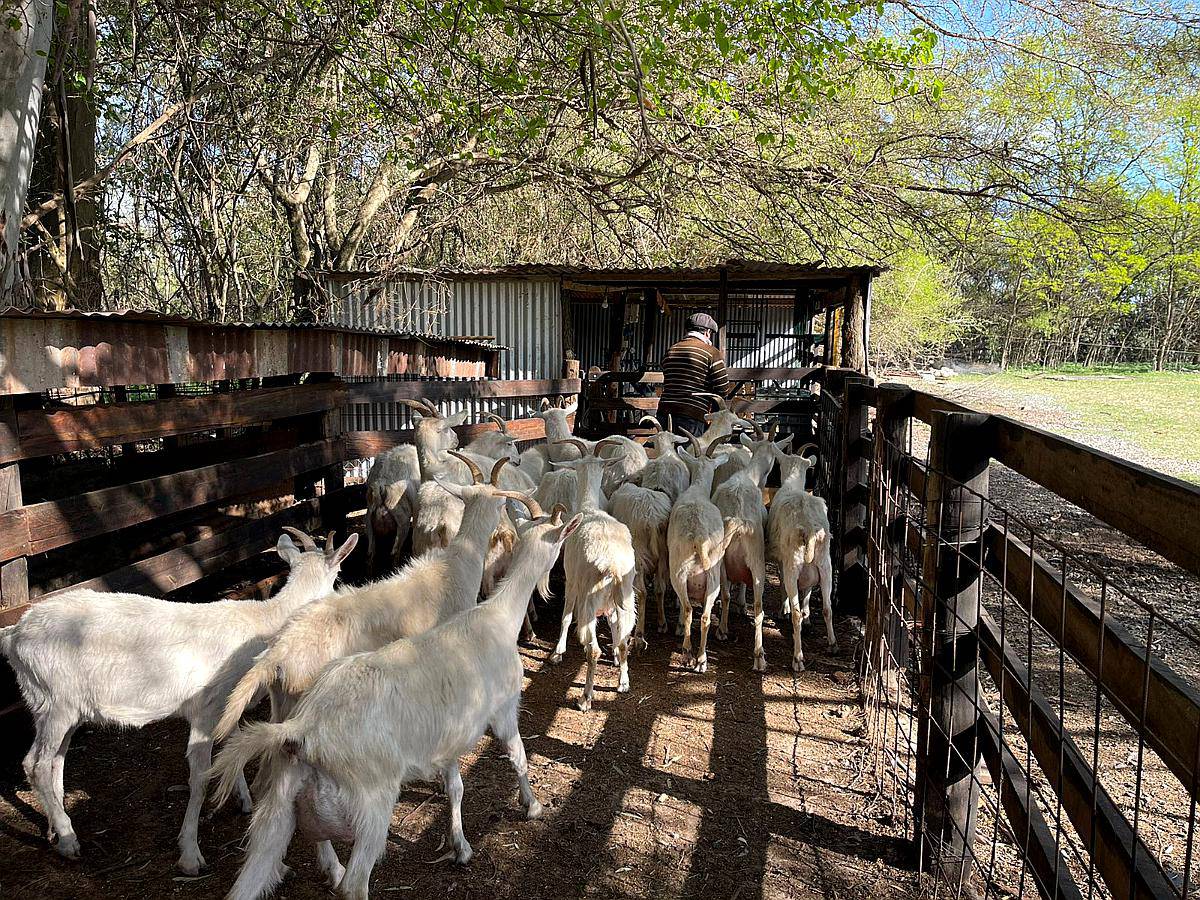 Cabras Lecheras, Chivos y Cabritos Raza Saaen Hembras Machos - Agroads