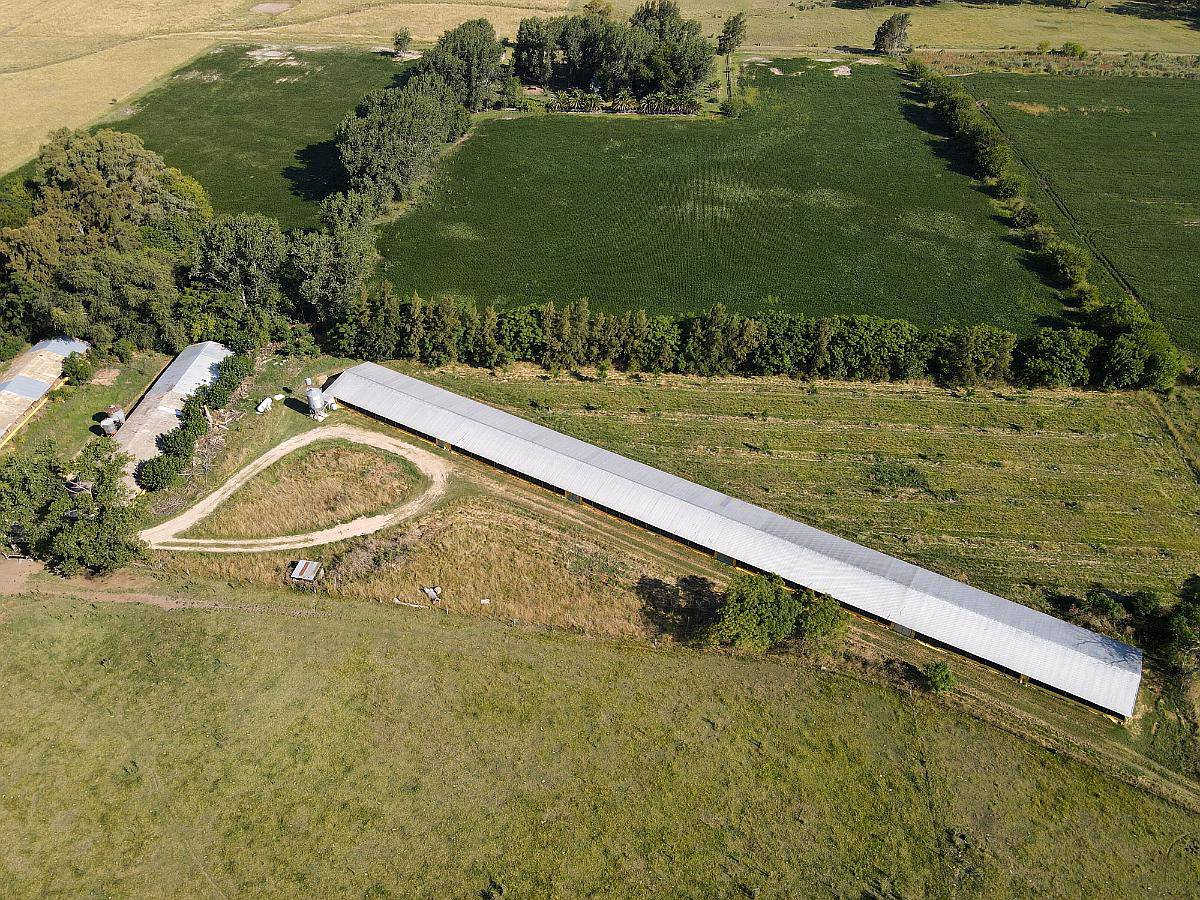 Galpon de Pollos a Desarmar 140 X 12m con Equipamiento Compl - Agroads