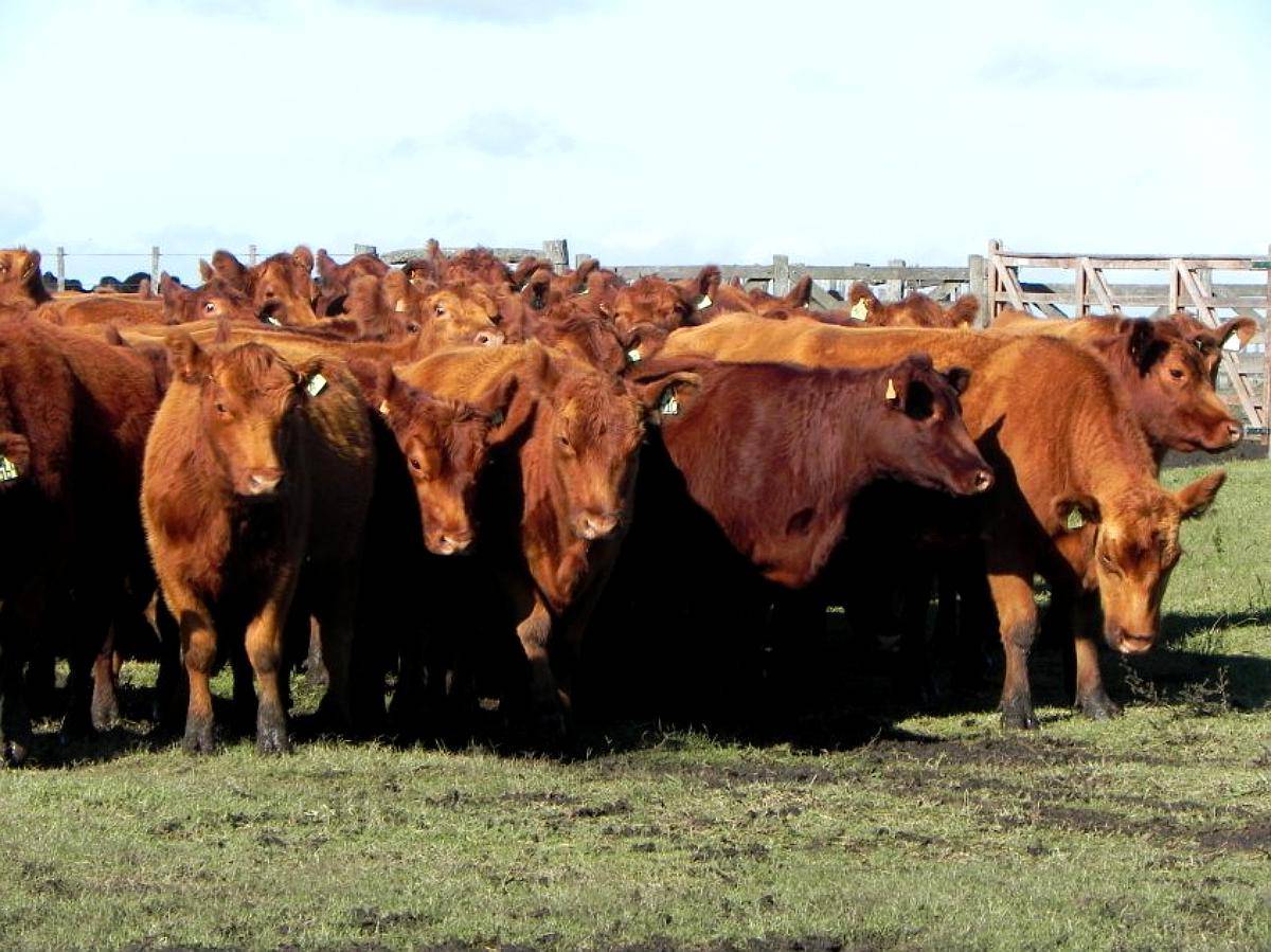 Rodeo Singular 35 Vaquillonas Angus Preñadas $ 170.000 + IV - Agroads