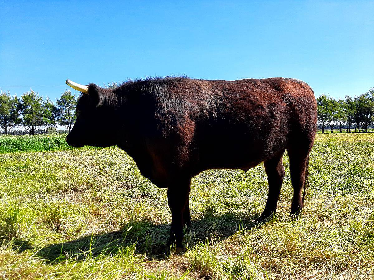 Novillos Angus y Hereford para Faena Consumo Gordo Export. - Agroads