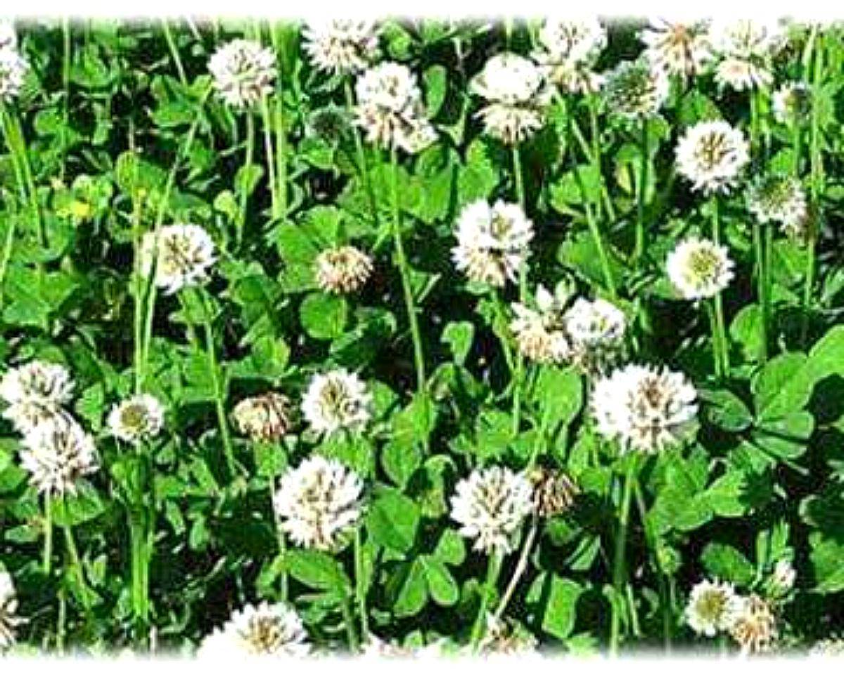 Compramos Trebol Rojo - Agroads