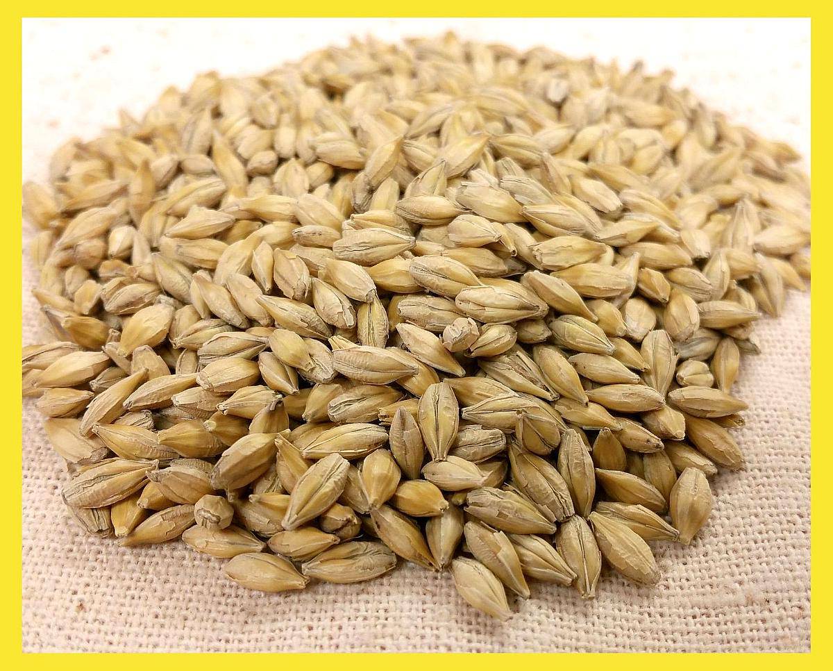 Compramos Triticale en Zonas Productoras - Agroads