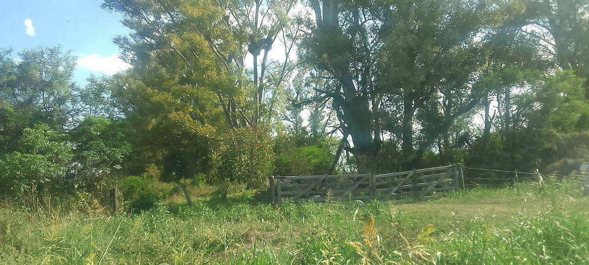 Alquiler 165 Has Ganaderas $ 14.600.000 Pago año Adelantado - Agroads