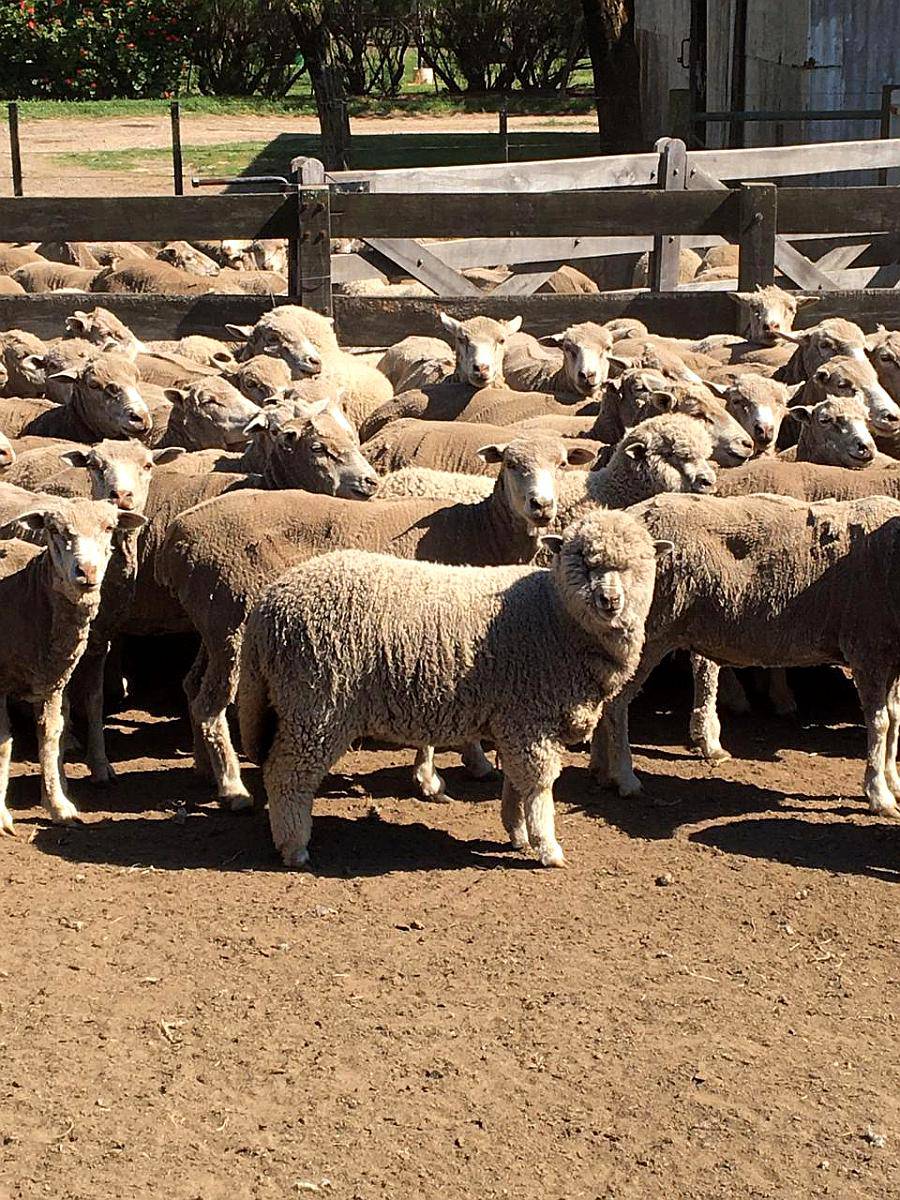 Vendo Corderas Merino Australiano - Agroads