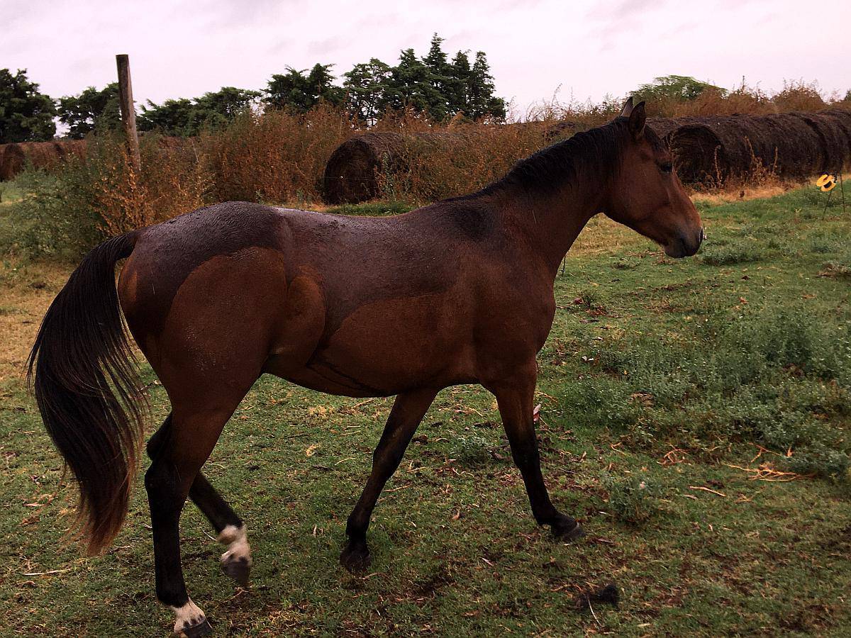 Potrillo 2 Años y Medio - Agroads