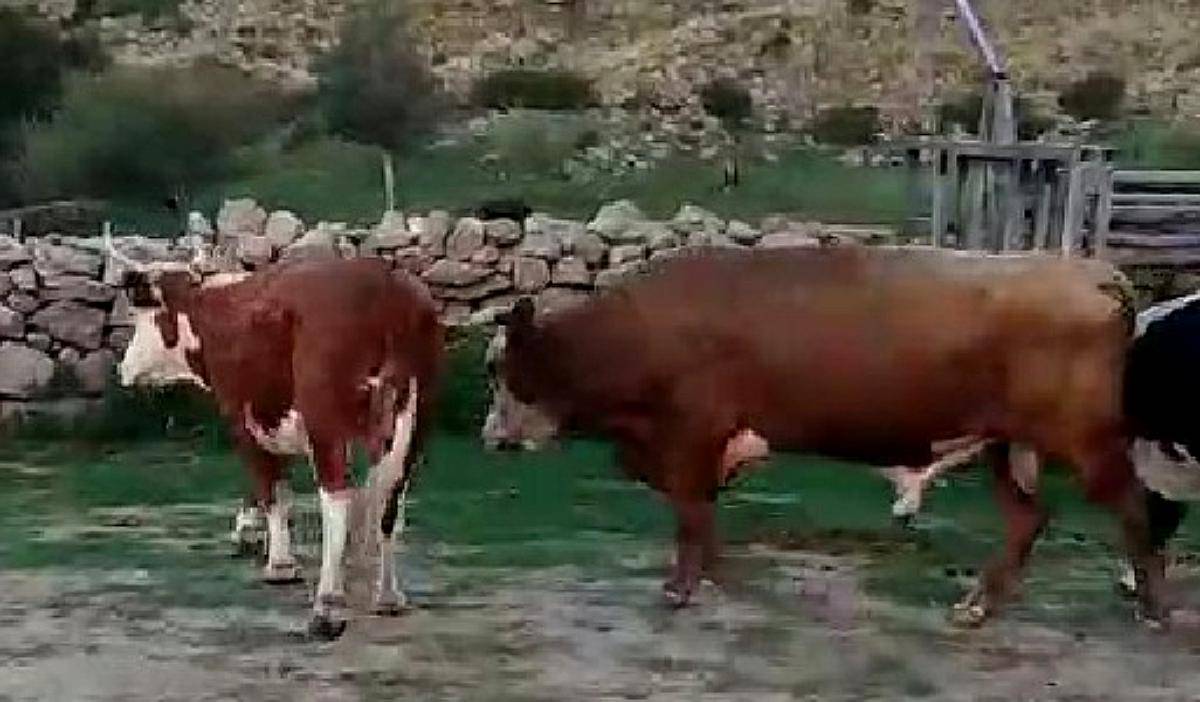 Rodeo Gral Venta. Vacas/ternera/os Nov/toros. Cruza Hereford - Agroads