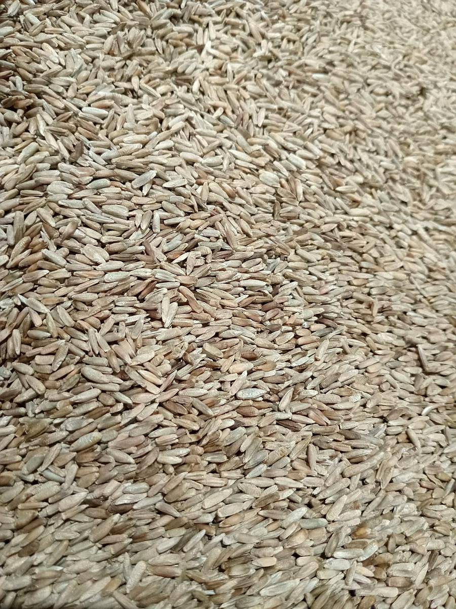 Semilla de Centeno Identificado - u$s 65 - Agroads