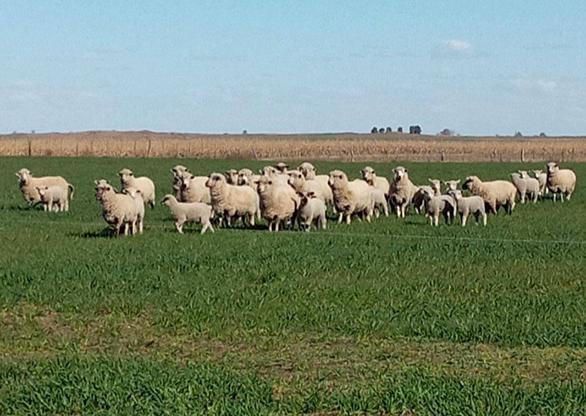 Vendo Majada (ovejas, Borregas, Carnero) - Agroads