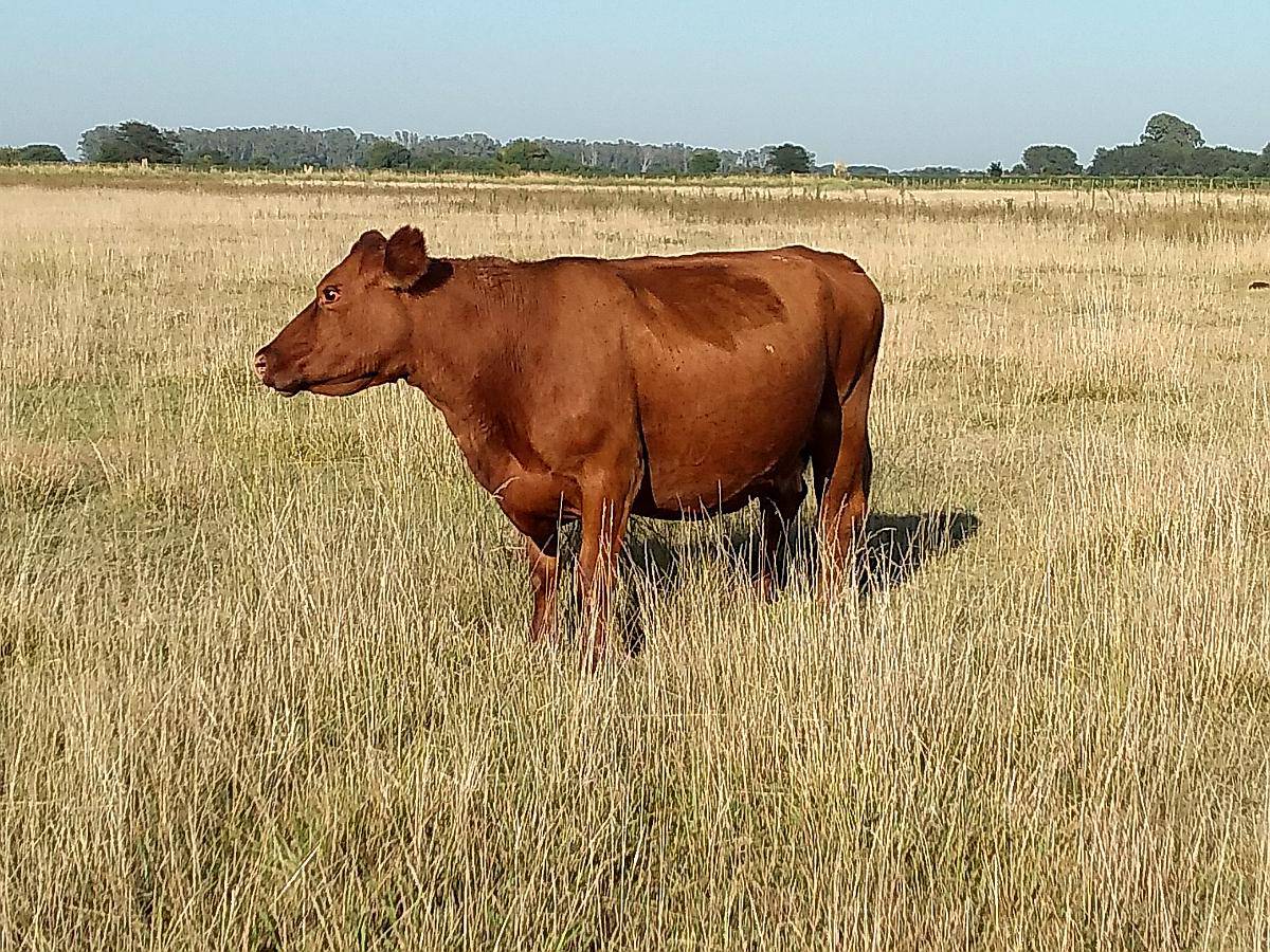 Vendo Vaca para Faena - Agroads