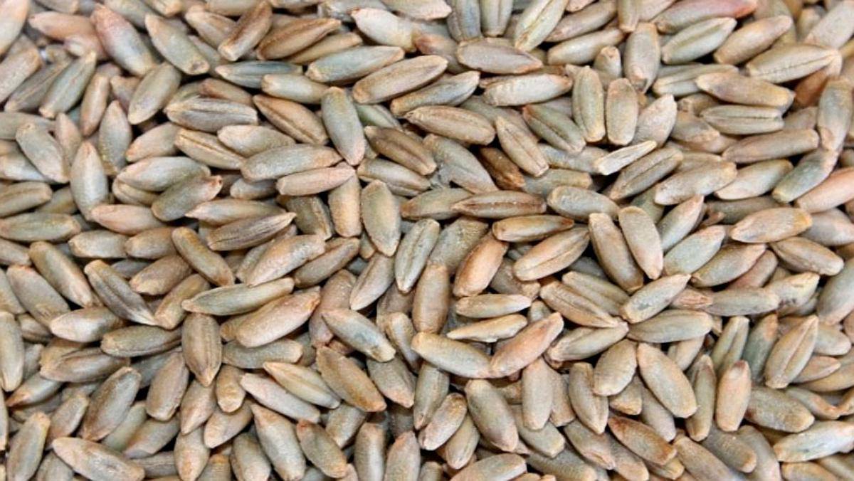 Centeno Ventilado . . - $ 130 - Agroads