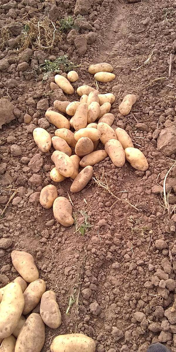 Papa Spunta y Sagitta Villa Dolores 3544402323 - Agroads